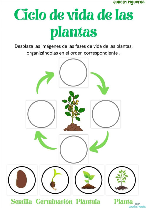 Ciclo de vida de las plantas. Ficha interactiva | TopWorksheets
