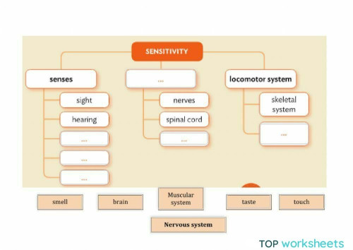 Sensitivity scheme. Interactive worksheet | TopWorksheets