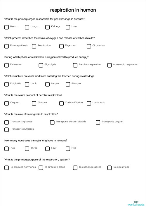 respiration in human. Interactive worksheet | TopWorksheets