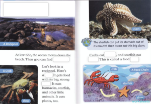 Homework_ORD_At the beach_Chapter 3. Interactive worksheet | TopWorksheets