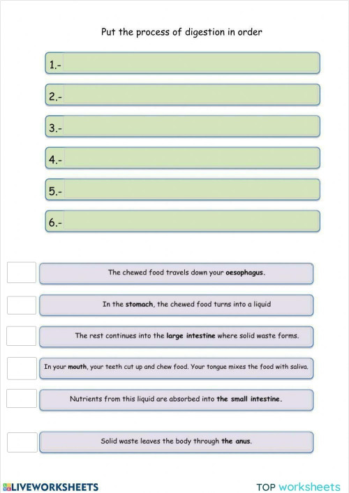 The process of digestion. Interactive worksheet | TopWorksheets