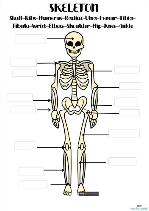 SKELETON AND MUSCLES. Interactive worksheet | TopWorksheets