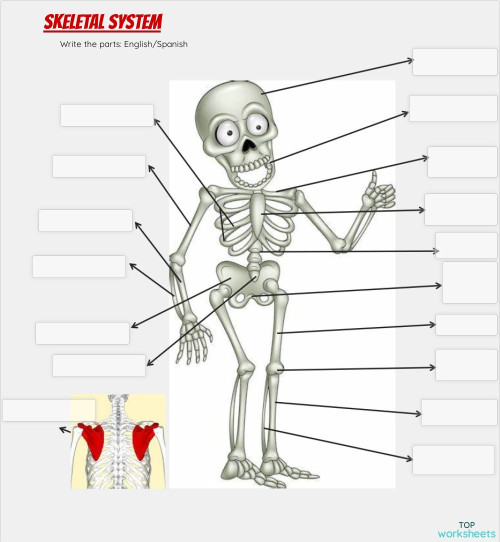 LOCOMOTOR SYSTEM. Interactive worksheet | TopWorksheets