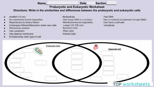 Prokaryotic and Eukaryotic Drop and Drag Worksheet. Interactive ...
