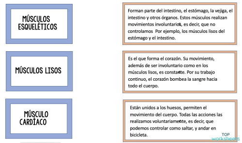 Músculos Del Cuerpo Humano Ficha Interactiva Topworksheets