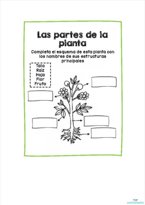 Partes de la planta nombres. Ficha interactiva | TopWorksheets