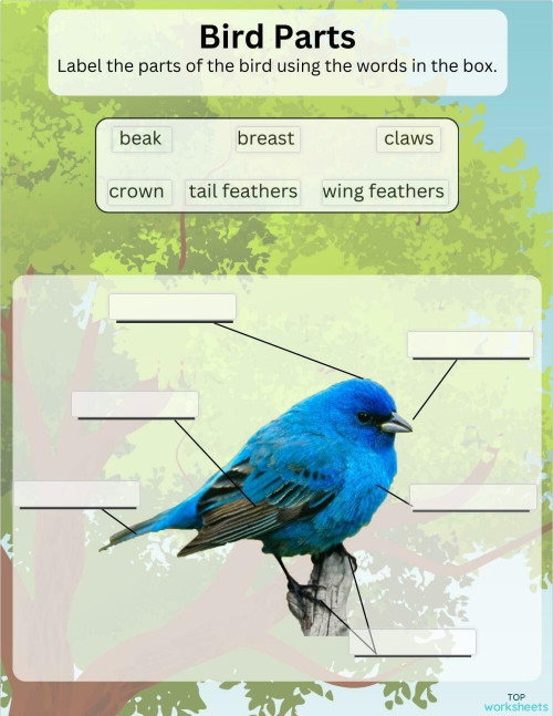 Bird Parts. Interactive worksheet | TopWorksheets