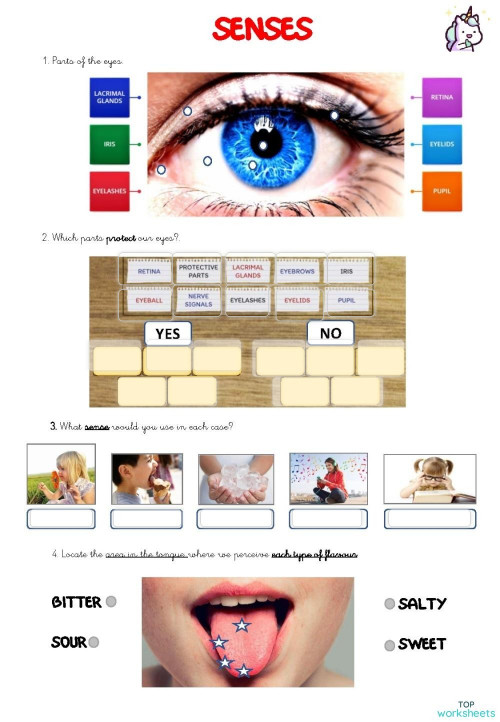 The 5 senses.. Interactive worksheet | TopWorksheets