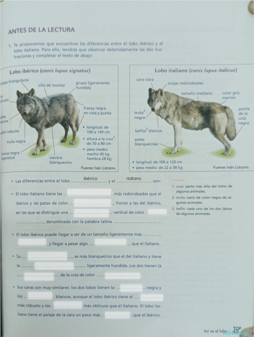 Comprensión lectora: Lobos. Ficha interactiva | TopWorksheets