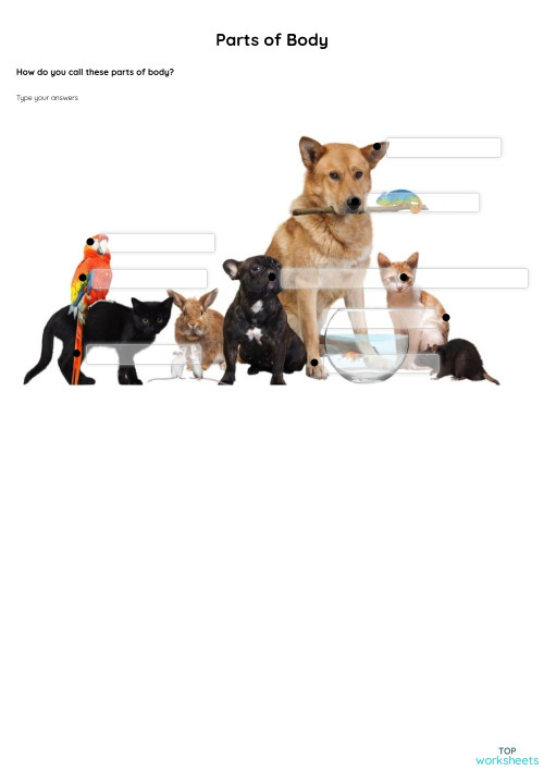 Parts of Body. Interactive worksheet | TopWorksheets