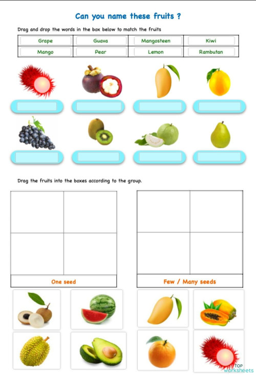Fruits and seeds. Interactive worksheet | TopWorksheets