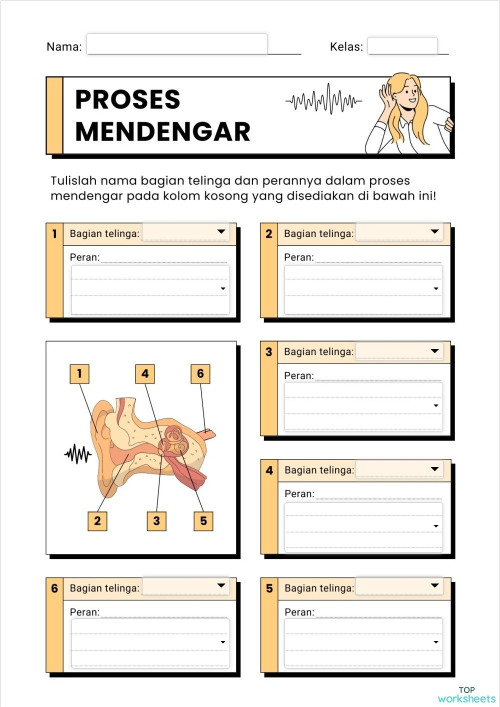 Proses Mendengar Pada Manusia. Interactive worksheet | TopWorksheets