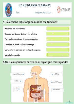 CIENCIAS: APARATO DIGESTIVO. Ficha interactiva | TopWorksheets
