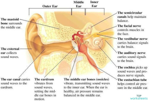 The structures of the ear. Interactive worksheet | TopWorksheets