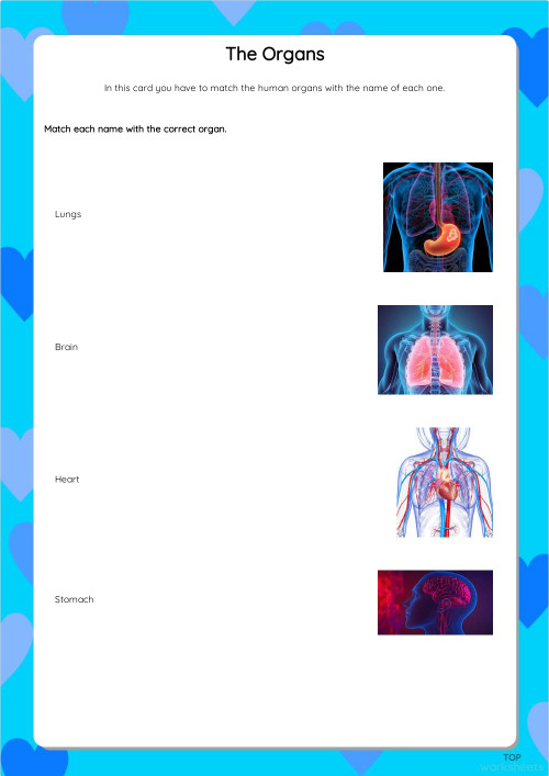 The organs. Interactive worksheet | TopWorksheets