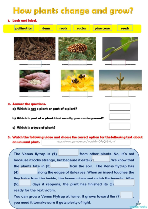 How plants change and grow?. Interactive worksheet | TopWorksheets