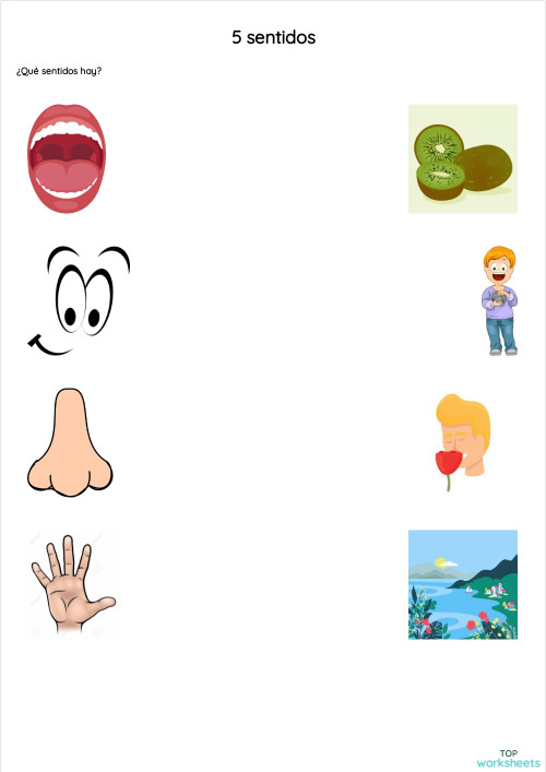 5 sentidos. Ficha interactiva | TopWorksheets