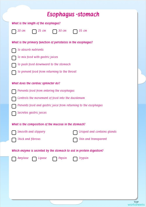 Esophagus -stomach. Interactive worksheet | TopWorksheets