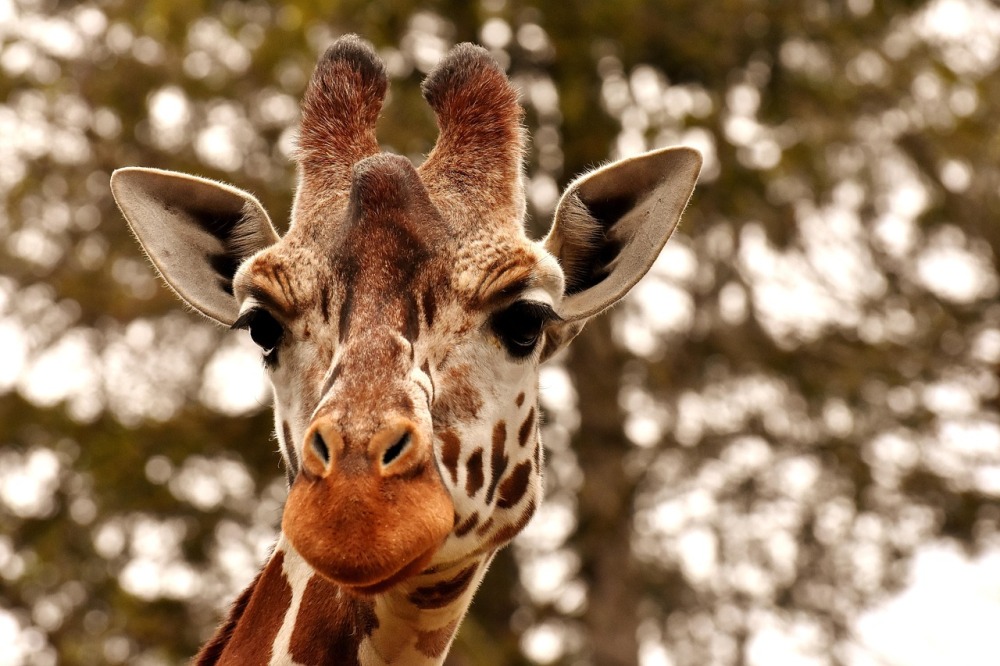 Exotic animals activity 6. Interactive worksheet | TopWorksheets