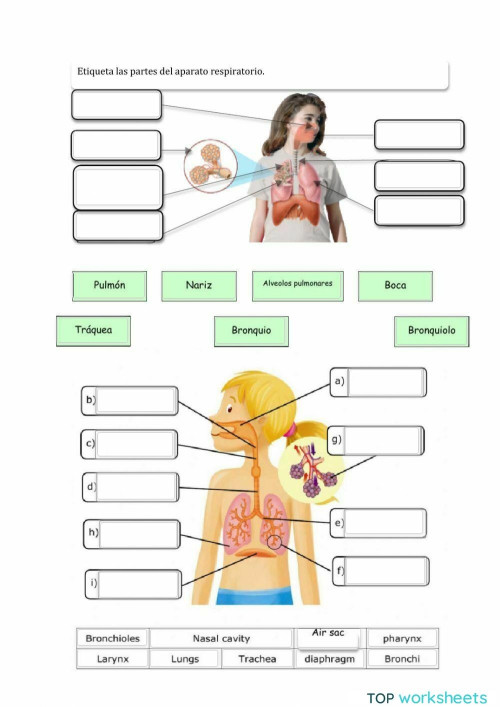 Label the respiratory sytem. Interactive worksheet | TopWorksheets
