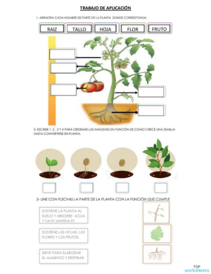 Partes De Las Plantas Hoja De Trabajo Grado 2