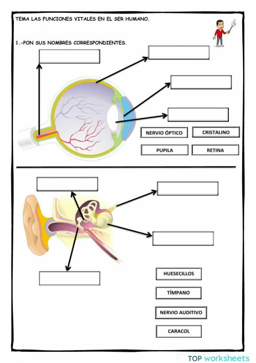 Ficha 1 Funciones Vitales Del Ser Humano Ficha Interactiva