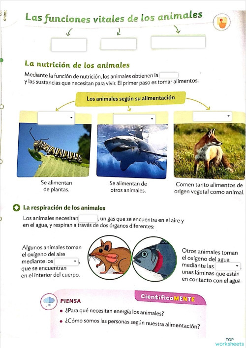 El mundo de los animales. Ficha interactiva | TopWorksheets