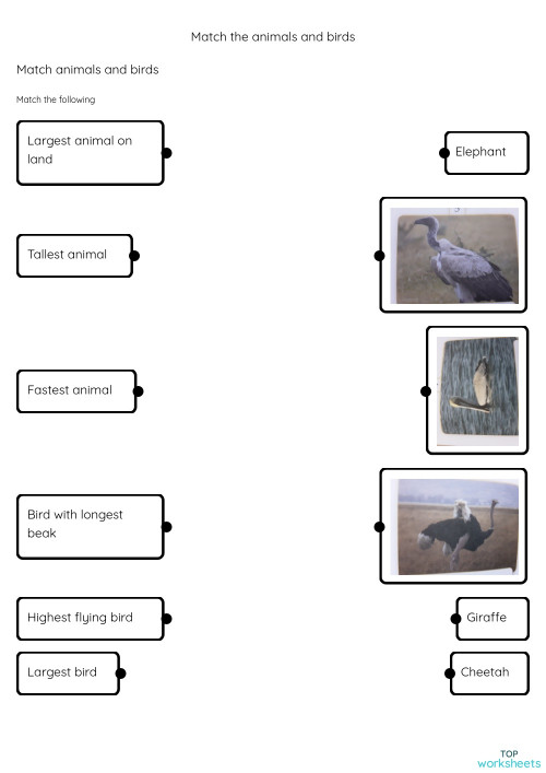 Match the animals and birds. Interactive worksheet | TopWorksheets