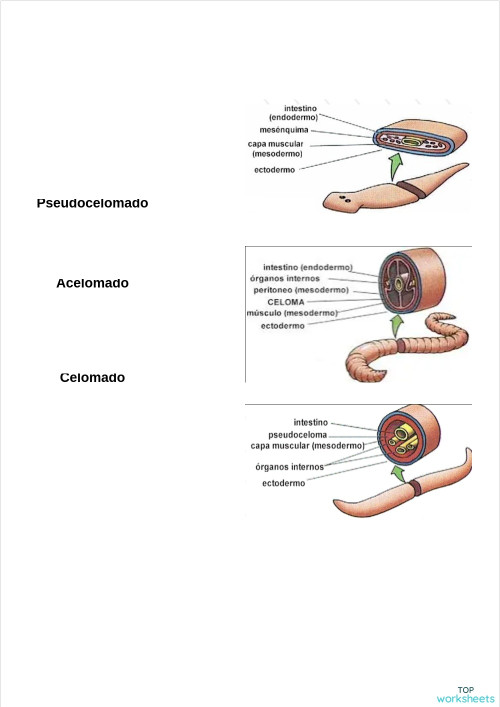 Organismos triblásticos. Ficha interactiva | TopWorksheets