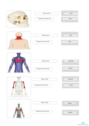 Bones, joints and muscles. Interactive worksheet | TopWorksheets