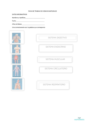 Sistemas Del Cuerpo Humano Ficha Interactiva Topworksheets