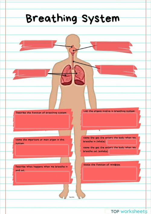 Breathing System. Interactive worksheet | TopWorksheets