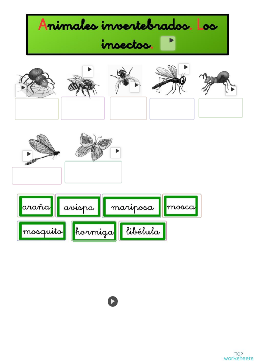 Animales invertebrados. Los insectos.. Ficha interactiva | TopWorksheets