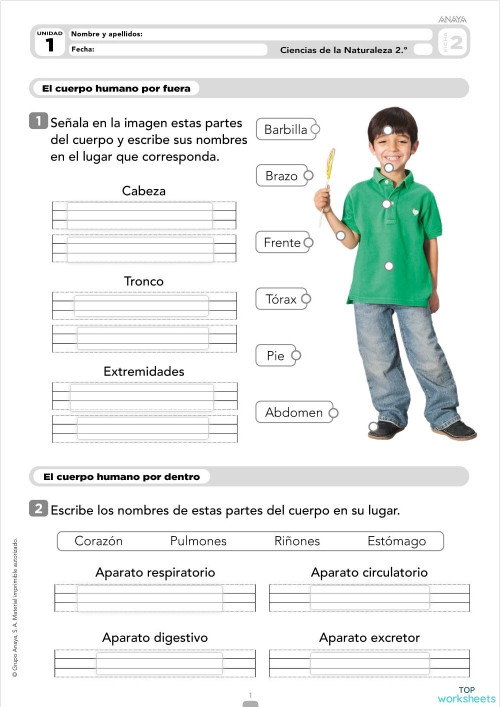 El cuerpo humano. Ficha interactiva | TopWorksheets