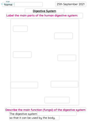 Digestive System Worksheet For Grade 4
