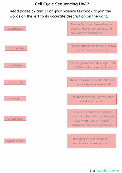Cell Cycle Sequencing HW2. Interactive worksheet | TopWorksheets