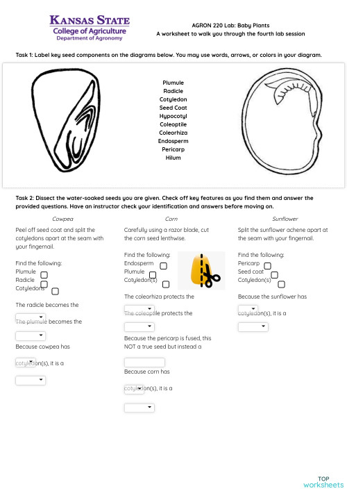 Lab 4: Baby Plants. Interactive worksheet | TopWorksheets