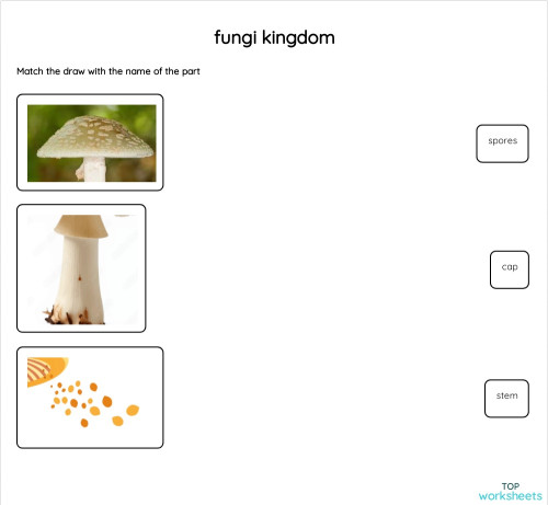 fungi kingdom. Interactive worksheet | TopWorksheets