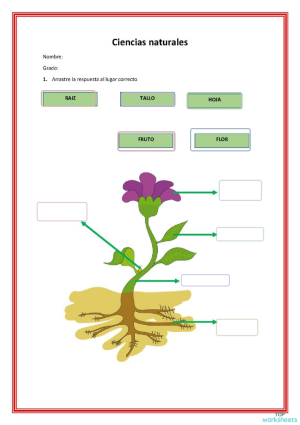 Las partes de la flor . Ficha interactiva | TopWorksheets