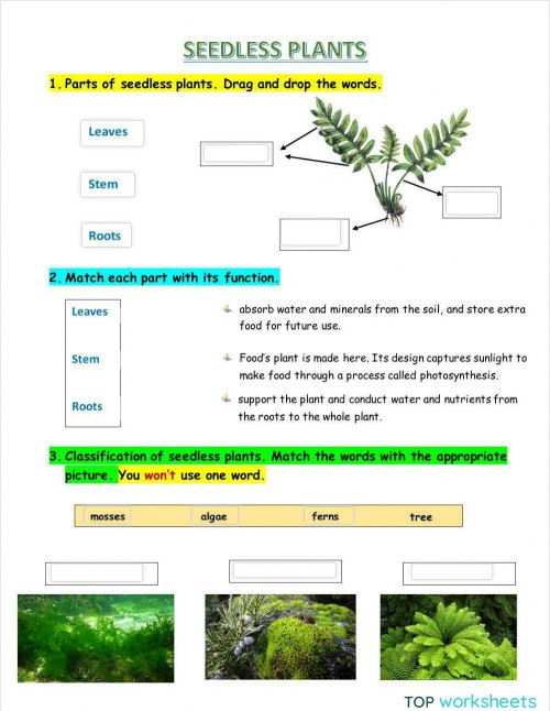 Seedless plants. Interactive worksheet | TopWorksheets