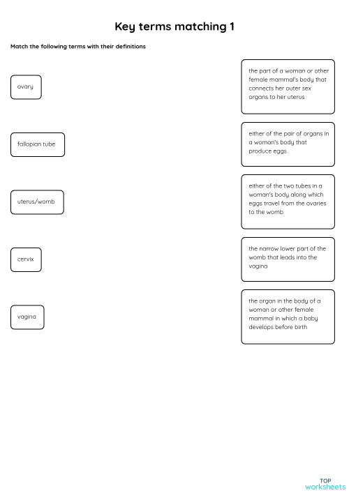 Key terms matching 1. Interactive worksheet | TopWorksheets