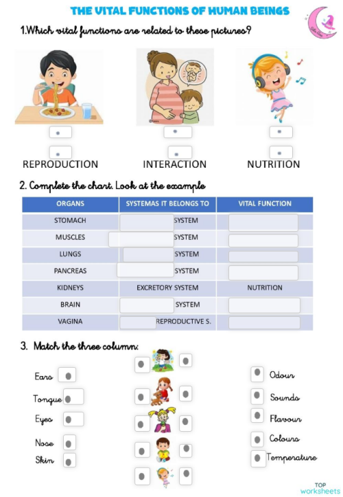 THE VITAL FUNCTIONS OF HUMAN BEINGS. 3ºE.P.. Interactive worksheet ...