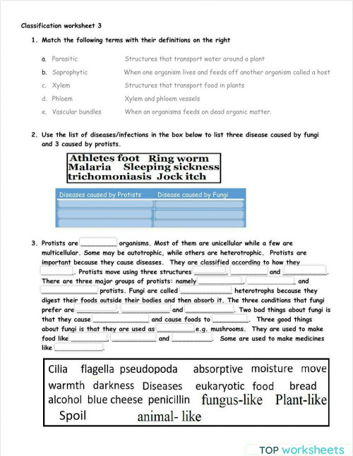 Classification 3. Interactive worksheet | TopWorksheets