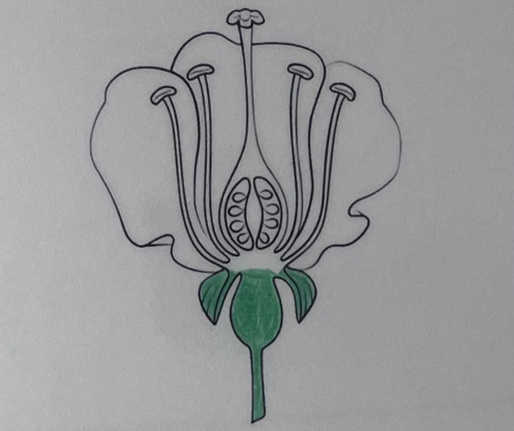 LAS PARTES DE LA FLOR. Ficha interactiva | TopWorksheets