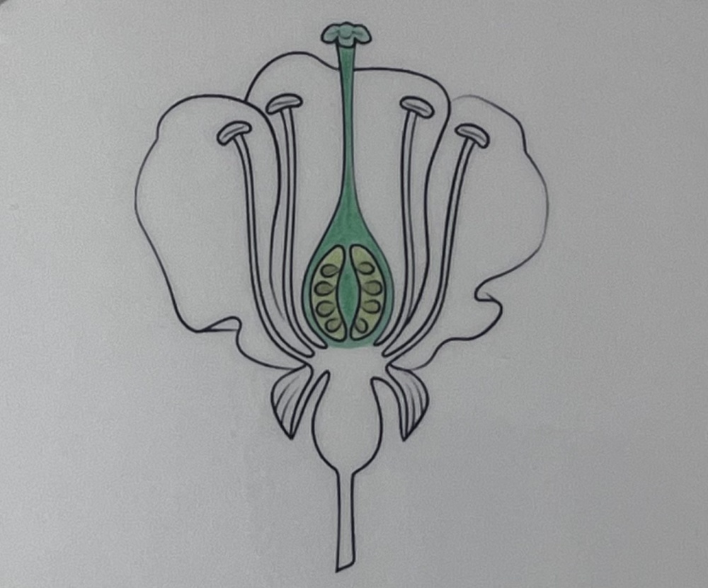 LAS PARTES DE LA FLOR. Ficha interactiva | TopWorksheets