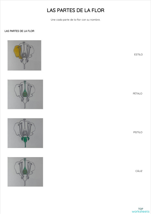 LAS PARTES DE LA FLOR. Ficha interactiva | TopWorksheets