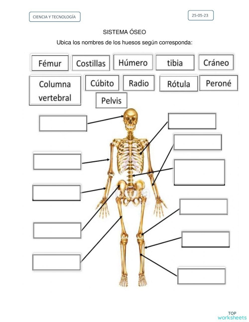 SISTEMA ÓSEO. Ficha interactiva | TopWorksheets