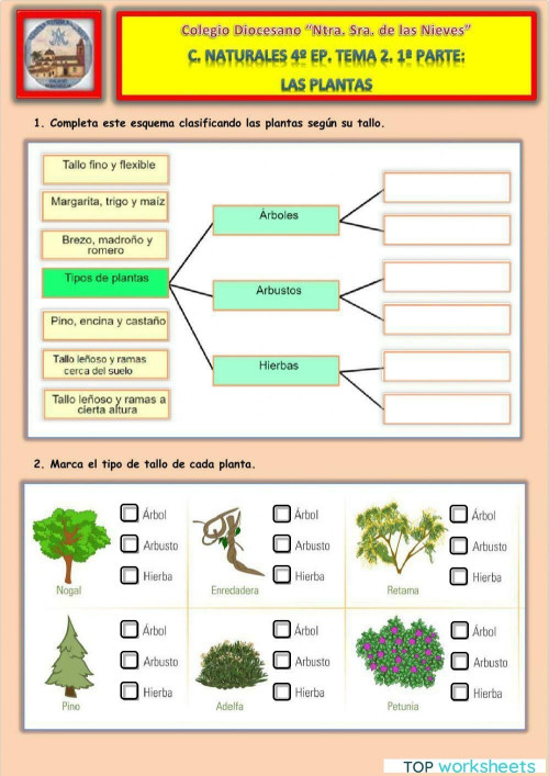 Tema 2. !ª Parte. Las plantas.. Ficha interactiva | TopWorksheets