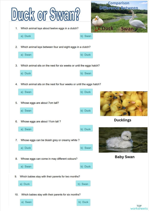 Duck or Swan. Interactive worksheet | TopWorksheets