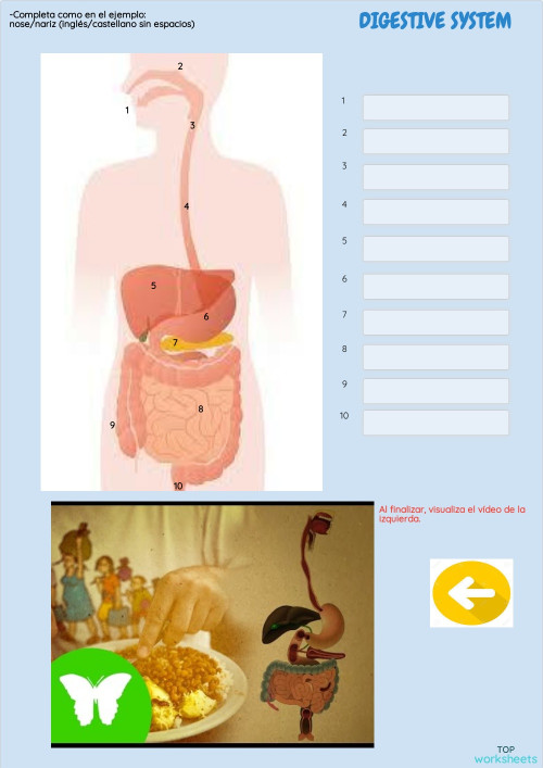 DIGESTIVE SYSTEM. Interactive worksheet | TopWorksheets